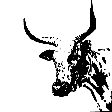 The Nguni Guy